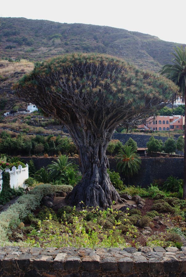 Thousand-year-old Dragon Tree Stock Image - Image of trees, tree: 47601863