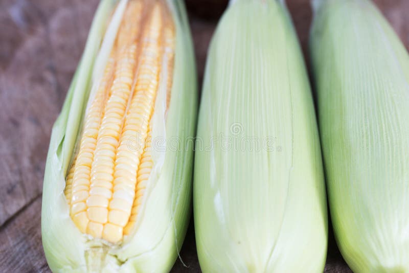 One of the Three Green Corn Cobs Peeled Off the Partial Outer Skin ...