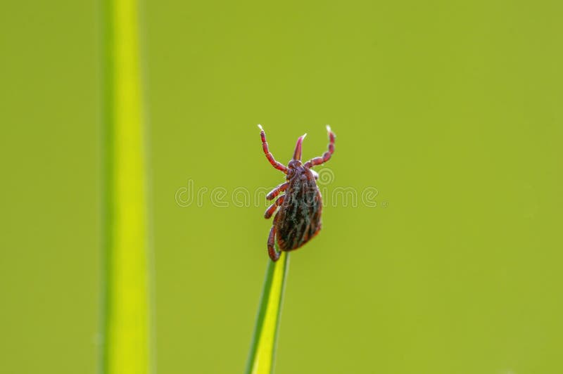 195 Scary Tick Stock Photos - Free & Royalty-Free Stock Photos from ...