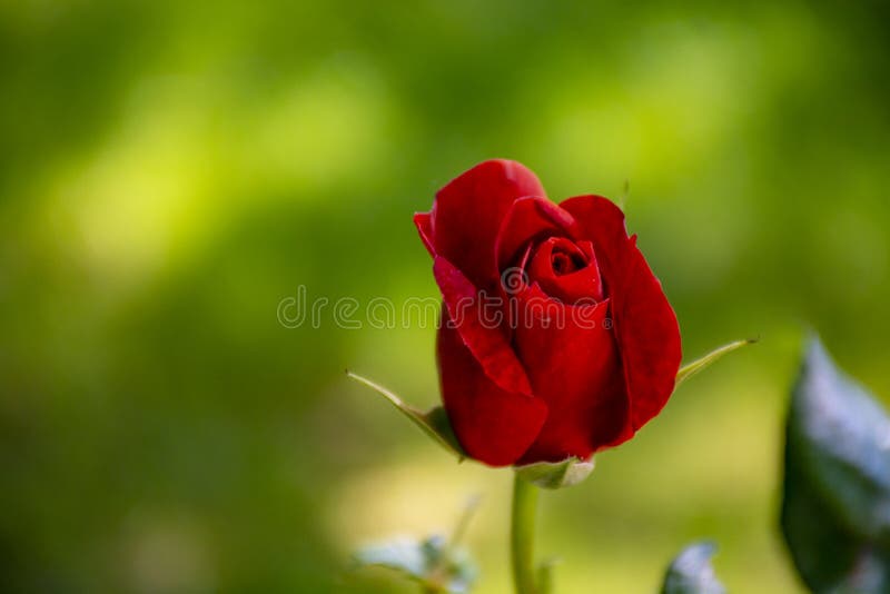 Tight Bud of Red Rose Flower Growing in Garden Stock Image - Image of ...