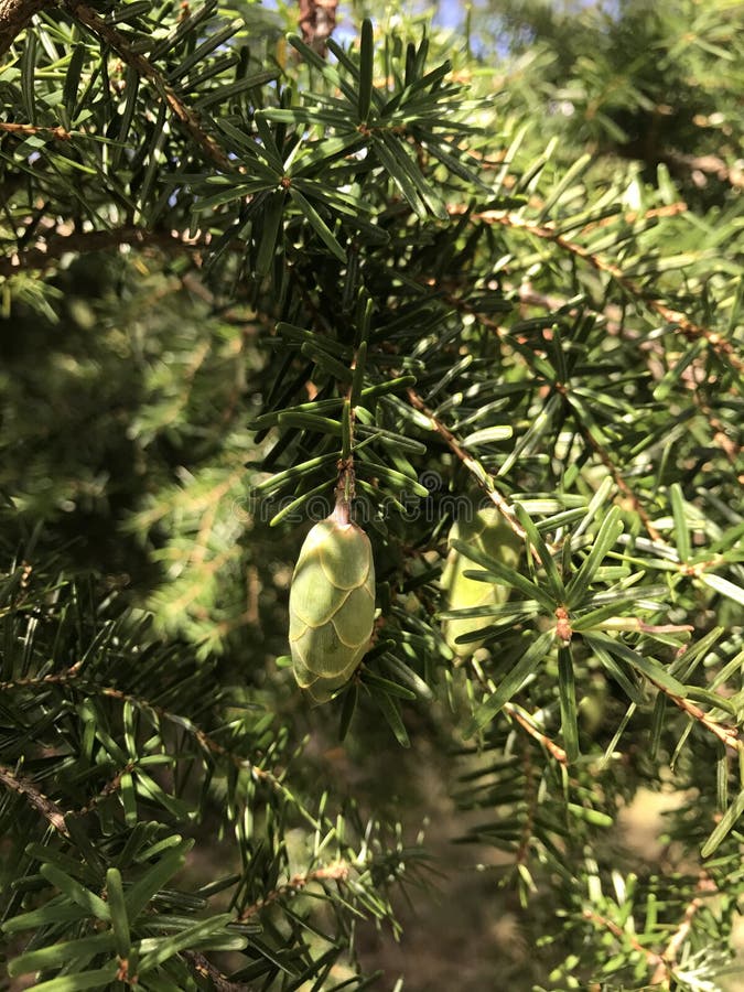Tiny Green Pine Fruit on the Pine Tree. Stock Image - Image of tiny ...