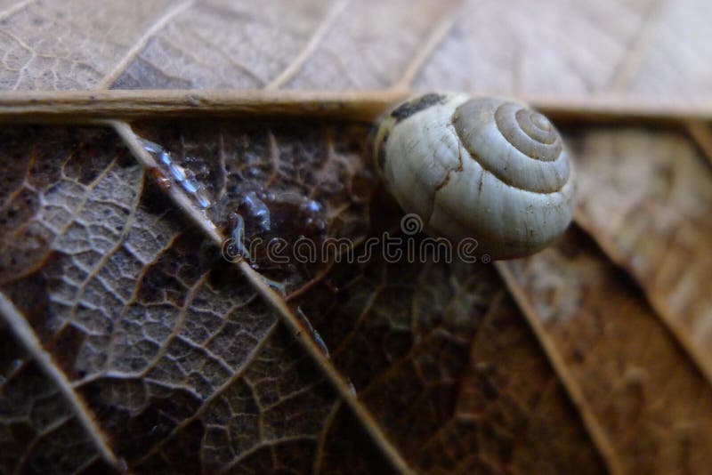 One tiny snail stock photo. Image of leaves, snails - 190228792