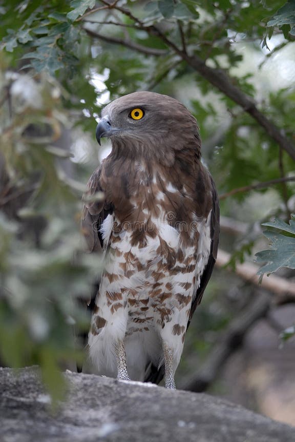 One toed eagles stock photo. Image of vertebrates, toed - 26240544