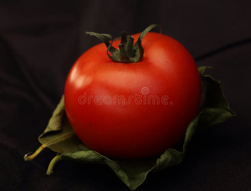 One tomato on a leaf stock photo. Image of petiole, italy - 137398992