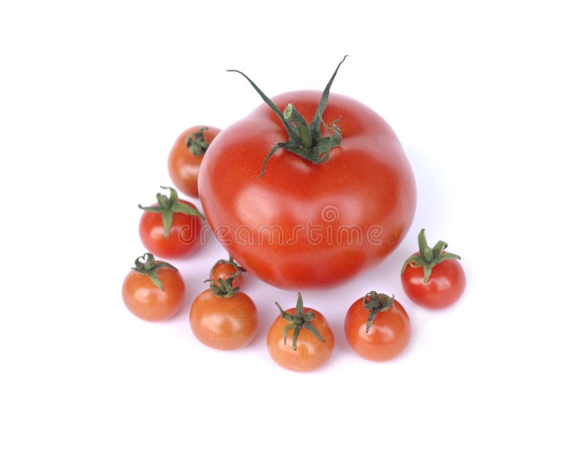 One Tomato with Small Tomatoes Isolated on White Stock Image - Image of ...