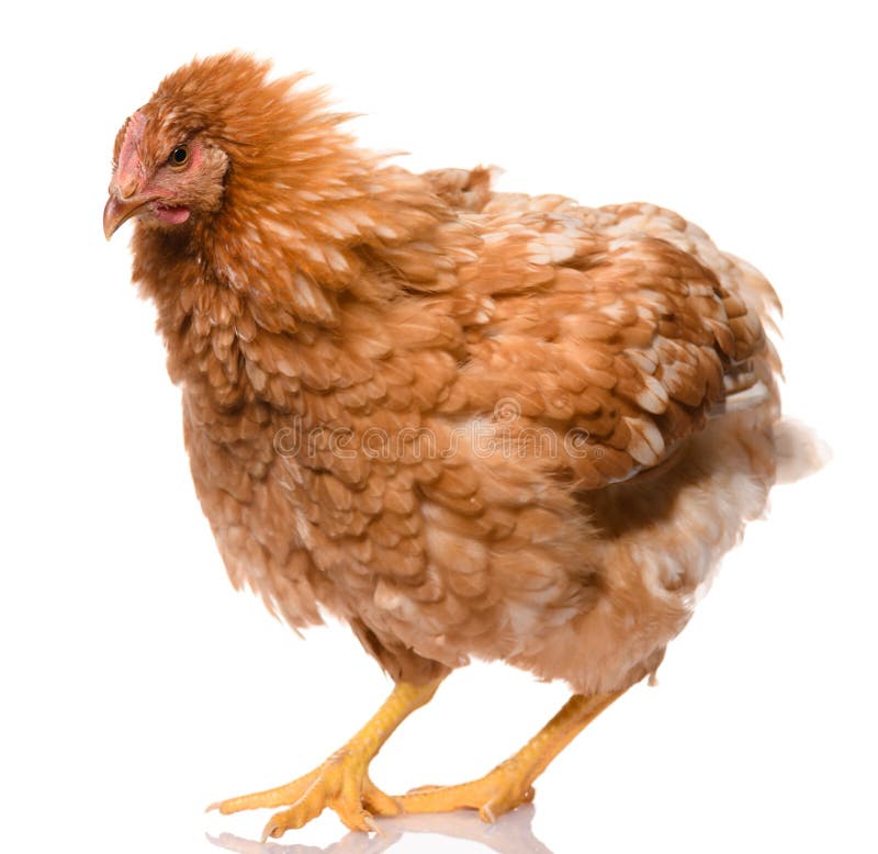 Ruffled Chicken Stock Photos - Free & Royalty-Free Stock Photos from ...
