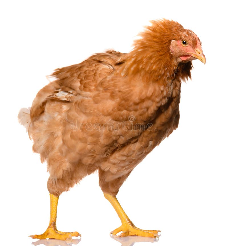 Chicken Ruffled Feathers Stock Photos - Free & Royalty-Free Stock ...
