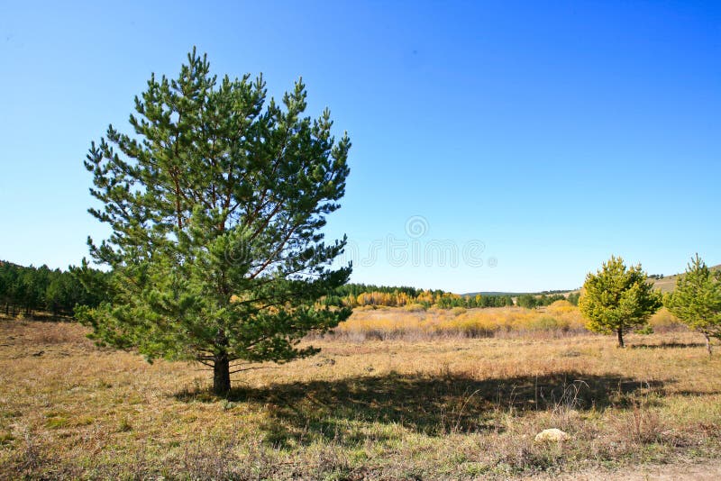 One tree stock photo. Image of panoramic, meadow, landscape - 11886478