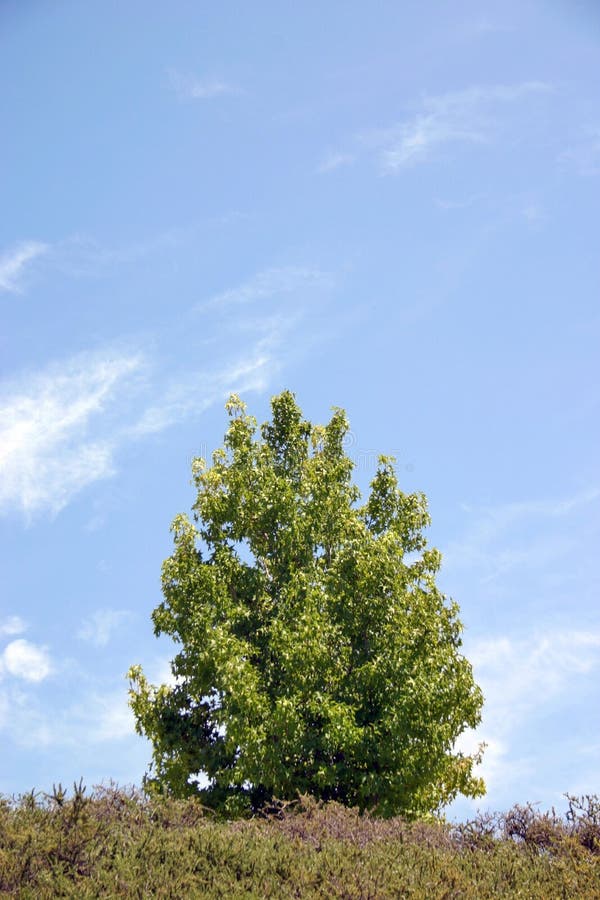 One Tree stock photo. Image of branches, solitary, clouds - 12084