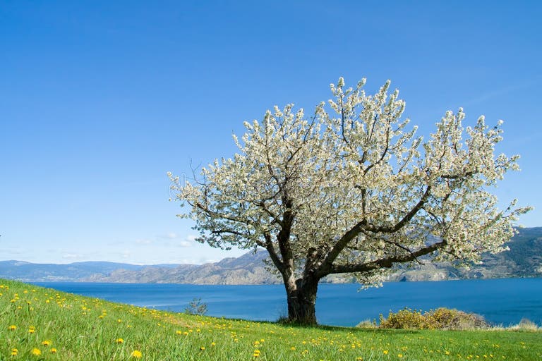 One tree stock photo. Image of majestic, beautiful, countryside - 2339744