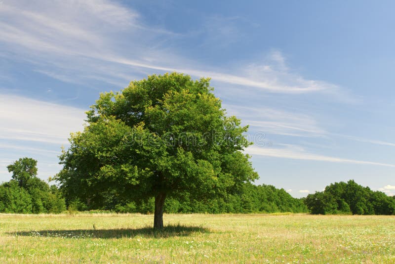 One tree stock image. Image of summer, wood, natural - 24105237