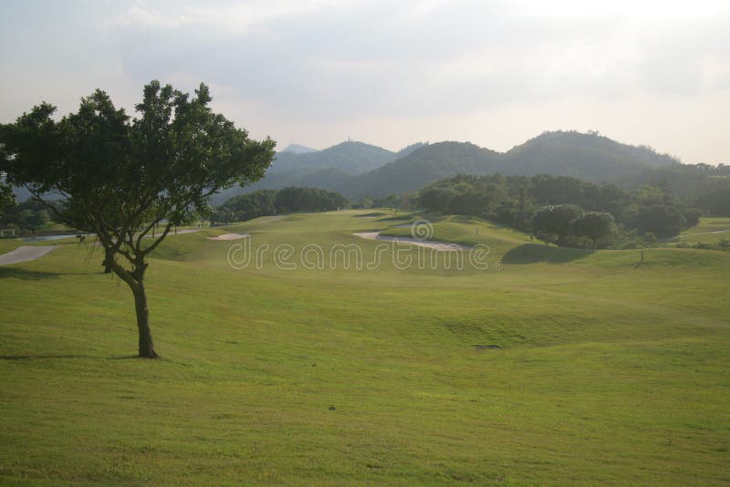 One tree stock image. Image of grass, cloudless, serenity - 7450883