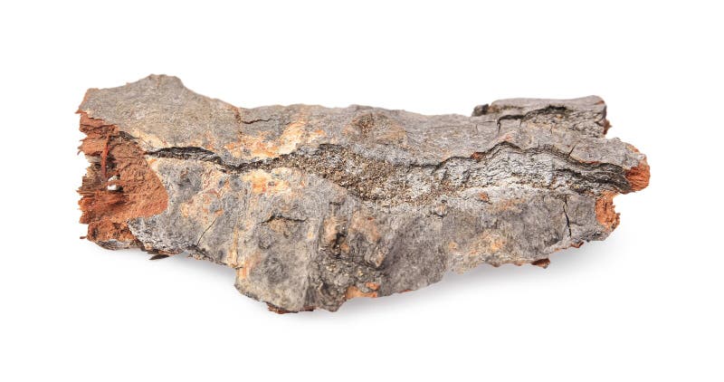 One Tree Bark Piece Isolated on White Stock Photo - Image of flora ...