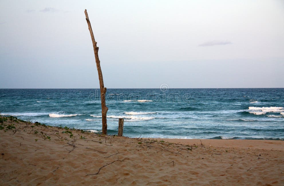 One tree beach stock image. Image of coast, south, relax - 12250607