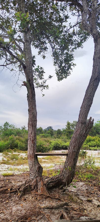 One Tree Becomes Two but the Same Stock Image - Image of tree, still ...