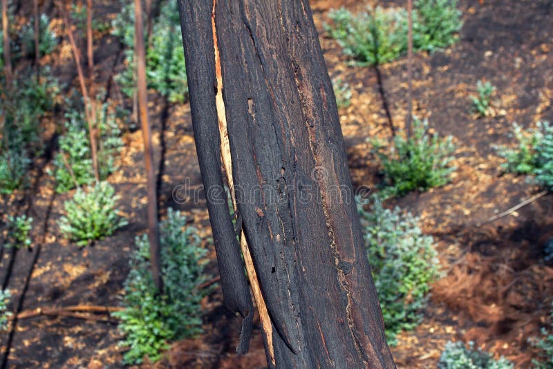One tree in burn forest stock photo. Image of global - 100569432