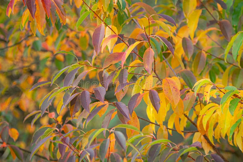 One Tree Bush with Different Leaf Colours Stock Image - Image of close ...