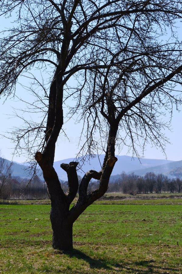 Tree with curved branches stock image. Image of plant - 142879405