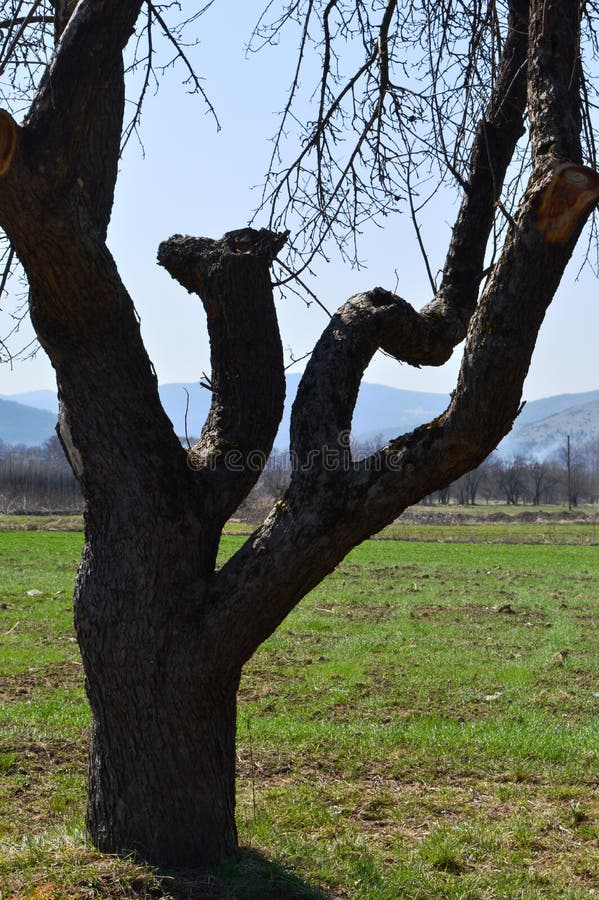 Tree with curved branches stock image. Image of plant - 142879405