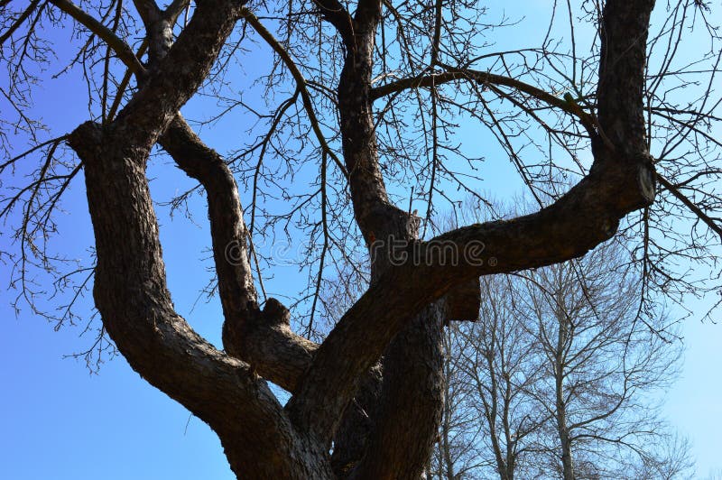 Tree with curved branches stock photo. Image of tree - 142879444