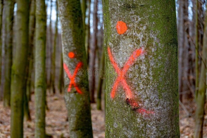 One Tree Denoted by Red Cross and Dot by Lumberjacks Stock Photo ...
