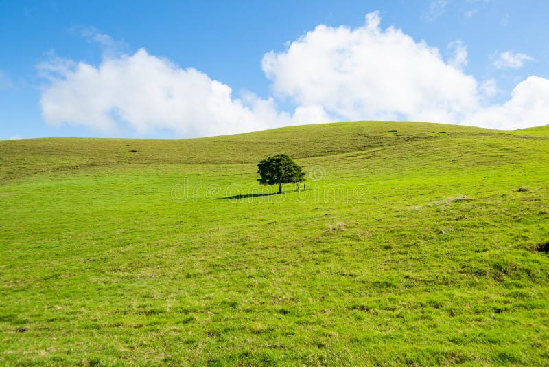One Tree in Distance in Wide Green Landscape Under Blue Sky Stock Photo ...