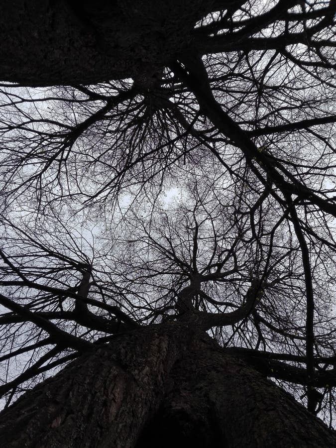 One tree divided into two stock photo. Image of plant - 232187826