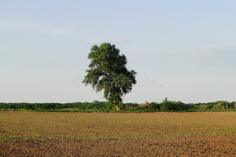 One Tree at the Edge of the Field Stock Photo - Image of edge, field ...