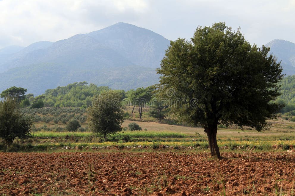 One tree stock photo. Image of view, branch, country - 29884454