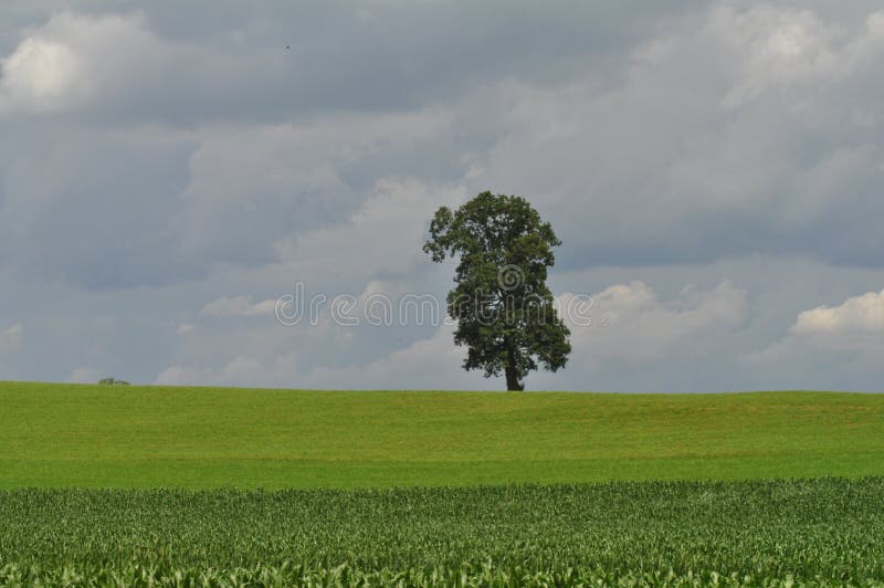 One Tree Field stock photo. Image of earth, gray, fields - 12497992