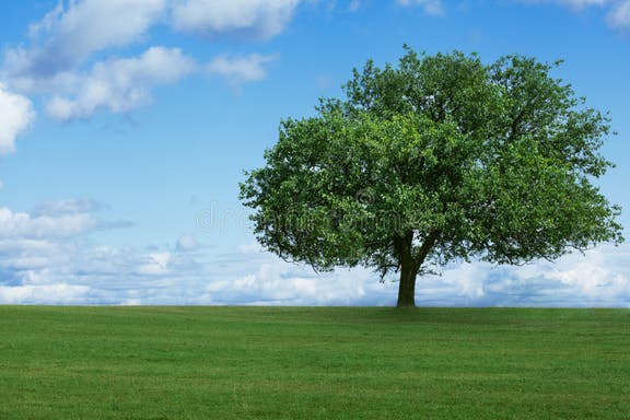 One tree in field stock photo. Image of natural, leaf - 38009222