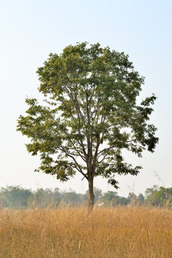 One tree in field stock photo. Image of meadow, sunlight - 84073112