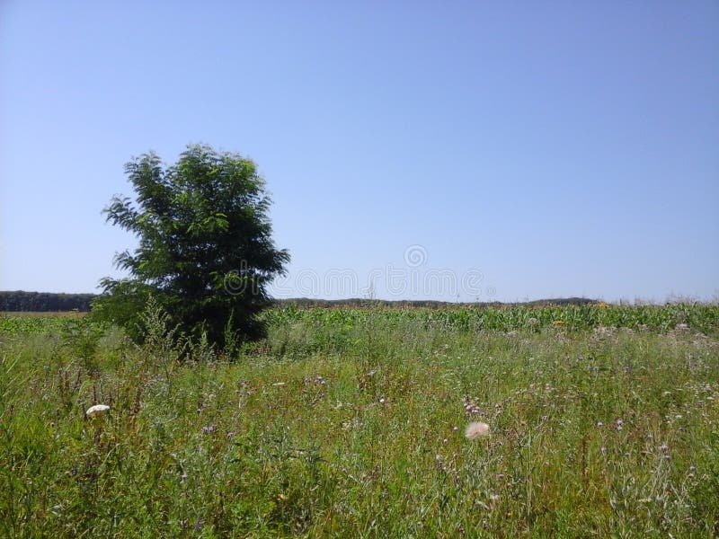 One tree stock image. Image of tree, meadow, flora, field - 89069377