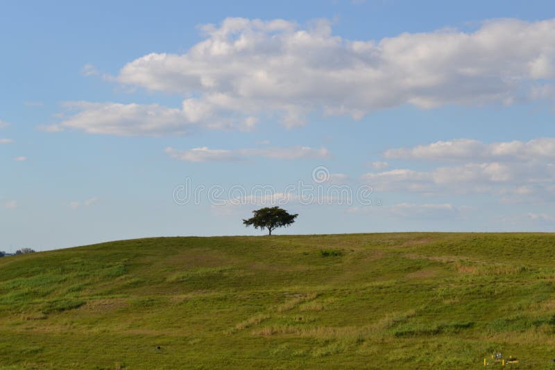 One Tree in a Field stock photo. Image of tree, shadows - 84140780