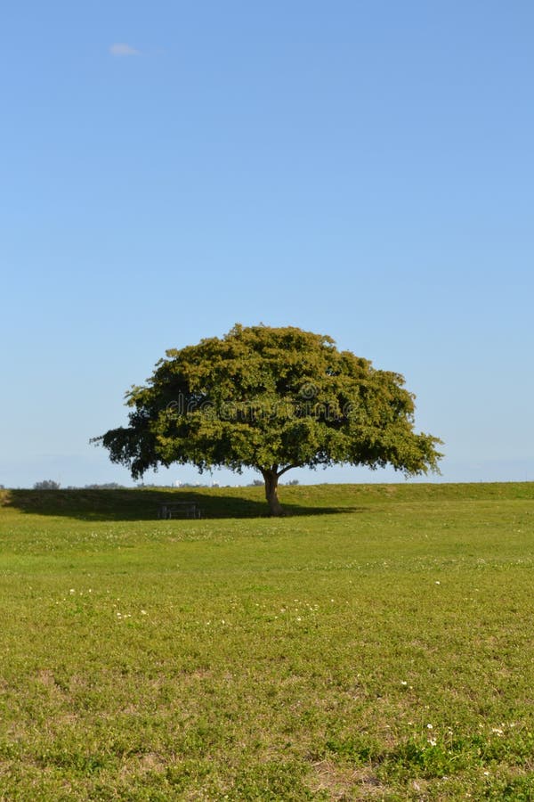 One Tree in a Field stock photo. Image of green, picnic - 84140790