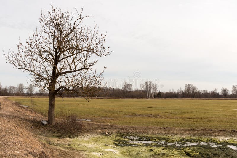 .one Tree in a Field that is Partially Dead and Surrounded by Many ...