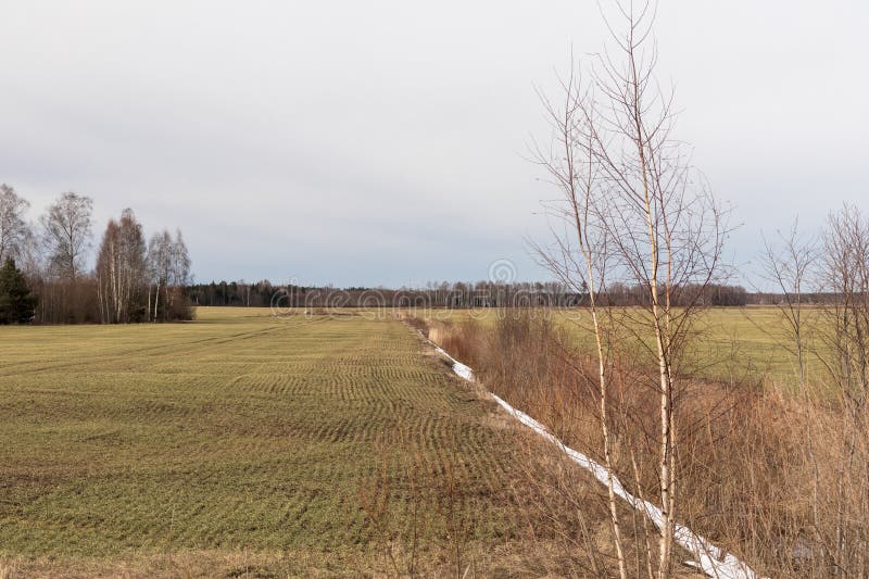 .one Tree in a Field that is Partially Dead and Surrounded by Many ...