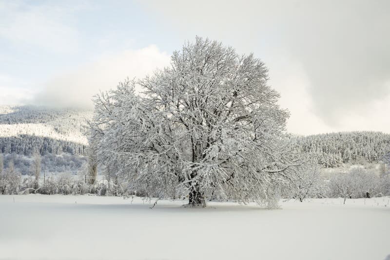 One tree in a field stock photo. Image of blue, nature - 84377340