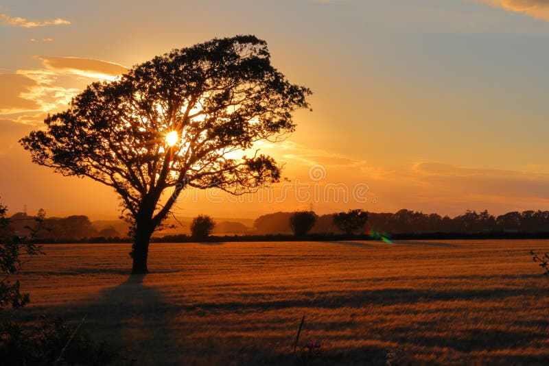 One Tree on the Field and Sunset Stock Photo - Image of stream, annan ...
