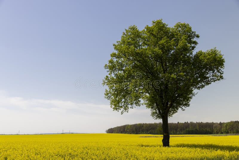 One Tree in a Field with Yellow Flowering Rapeseed Stock Photo - Image ...