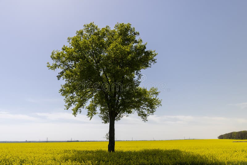 One Tree in a Field with Yellow Flowering Rapeseed Stock Photo - Image ...