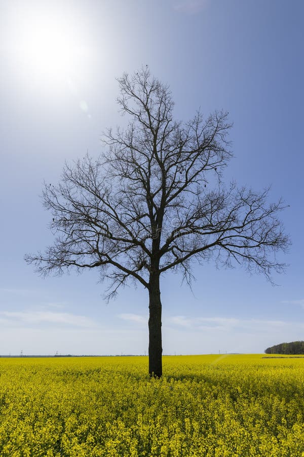 One Tree in a Field with Yellow Flowering Rapeseed Stock Image - Image ...