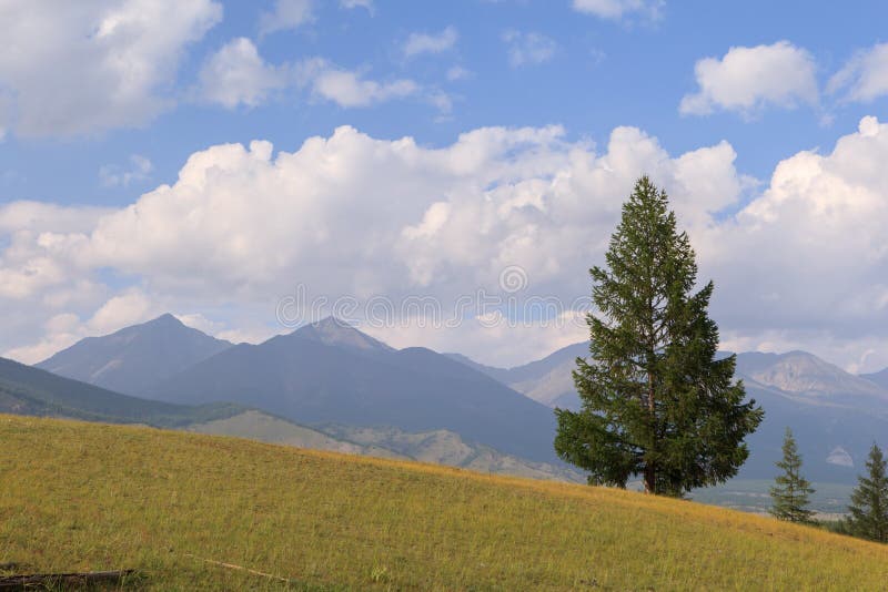 One Tree in Foothills in Solar Weather. Stock Photo - Image of buryatia ...