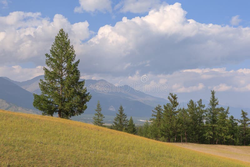 One Tree in Foothills in Solar Weather. Stock Photo - Image of tree ...