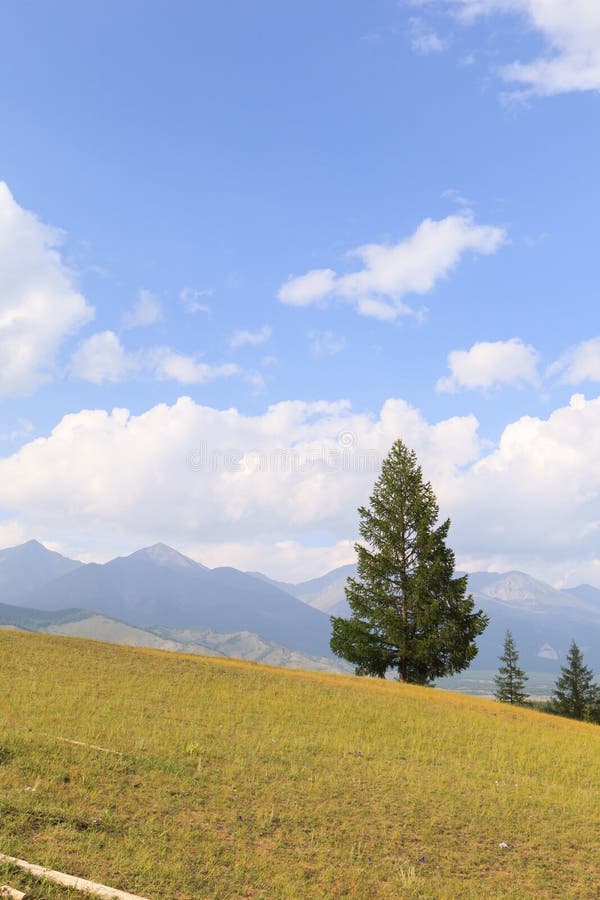 One Tree in Foothills in Solar Weather. Stock Photo - Image of buryatia ...