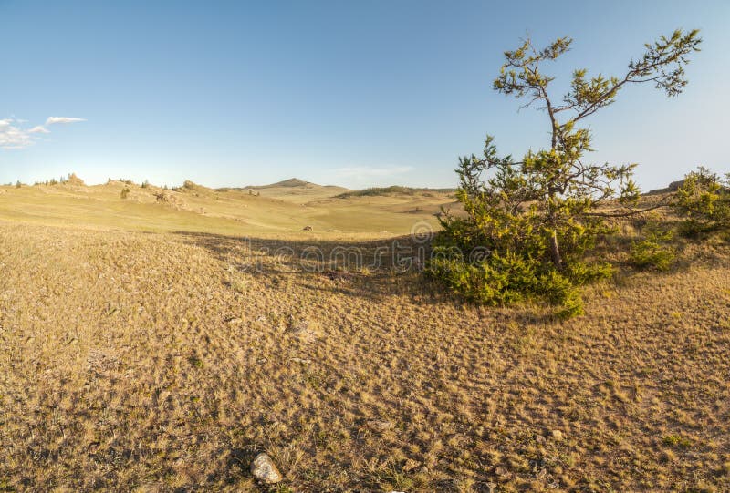 One Tree in Foothills in Solar Weather. Stock Photo - Image of larch ...