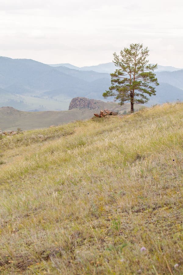 One Tree in Foothills in Solar Weather. Stock Photo - Image of plant ...