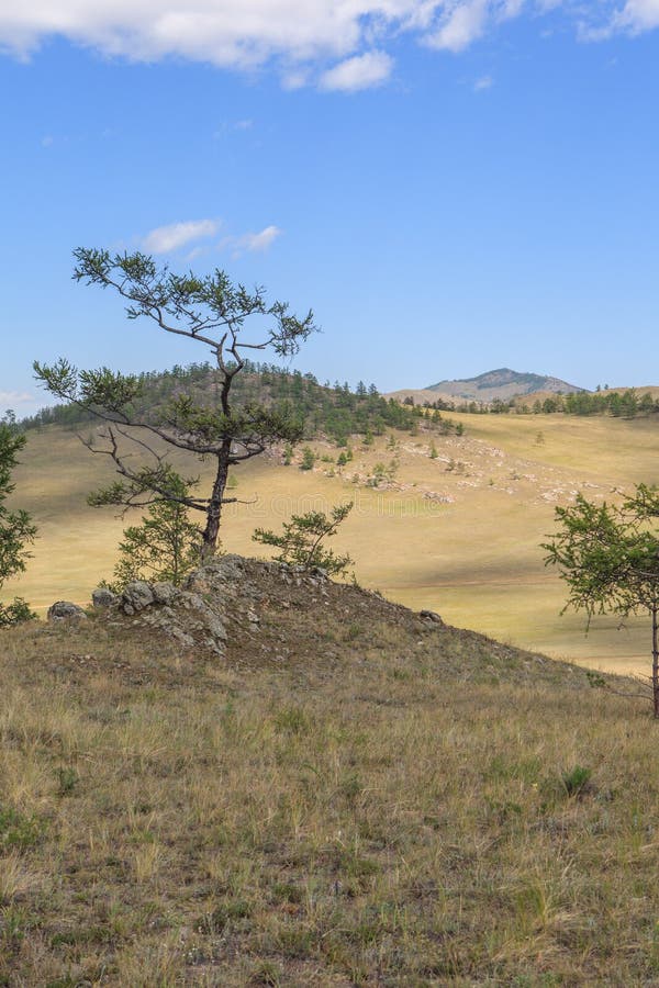 One Tree in Foothills in Solar Weather. Stock Image - Image of natural ...