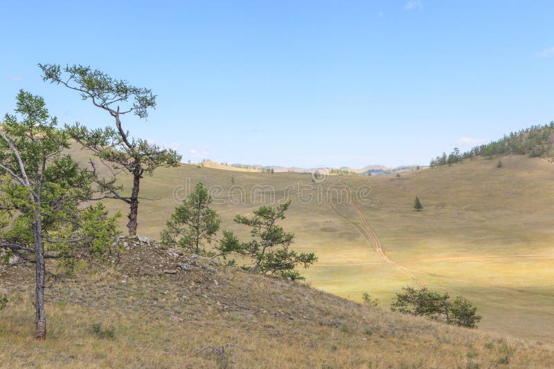 One Tree in Foothills in Solar Weather. Stock Image - Image of grass ...