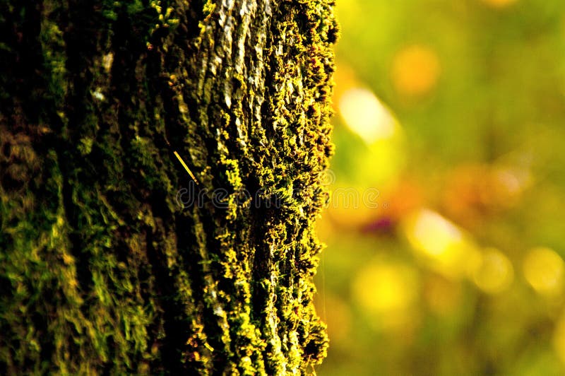 One tree stock image. Image of nature, green, autumn - 48896711